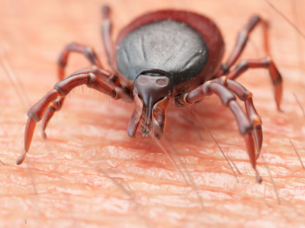 Bed Bugs vs Tick; Facts, Differences, Identification, and Prevention