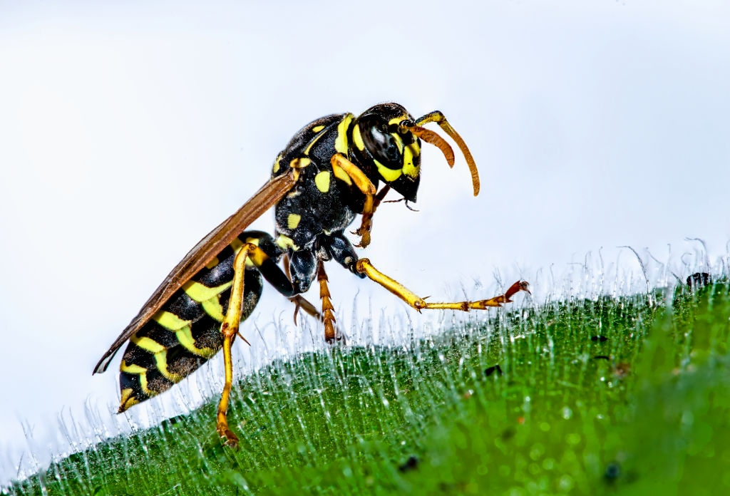 How to get Rid of Yellow Jackets Naturally; Yellow Jacket Infestation