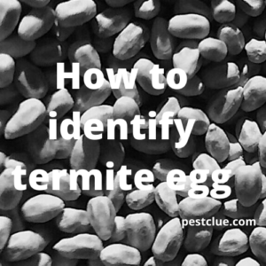 Termite Eggs: How to Identify Termite Eggs | Pestclue