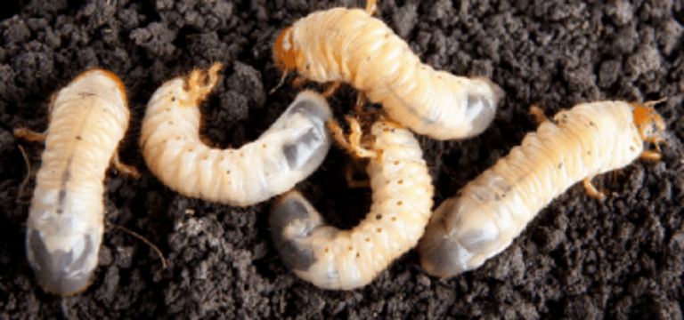 How to Get Rid of Grub Worms Naturally and With Chemicals | Pestclue