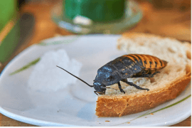 How to Get Rid of Cockroaches in Electronics | Step by Step | Pestclue