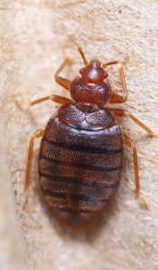 Swallow Bug: Facts, Identification, and How to Get Rid | Pestclue