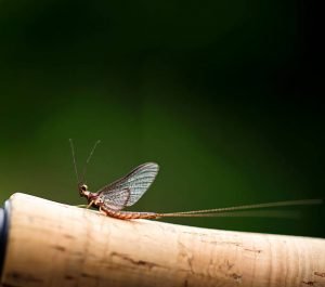 How Long Do Mayfly Live? | Lifecycle of Mayfly | Pestclue