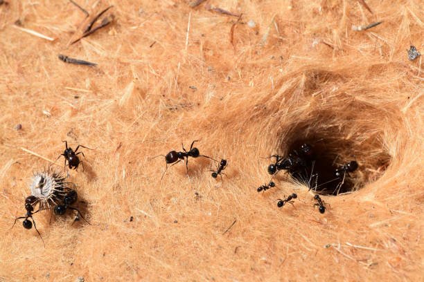 Why Are Ants So Strong? | Pestclue