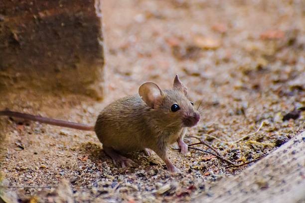 What Does a Field Mouse Look Like? Identification | Pestclue