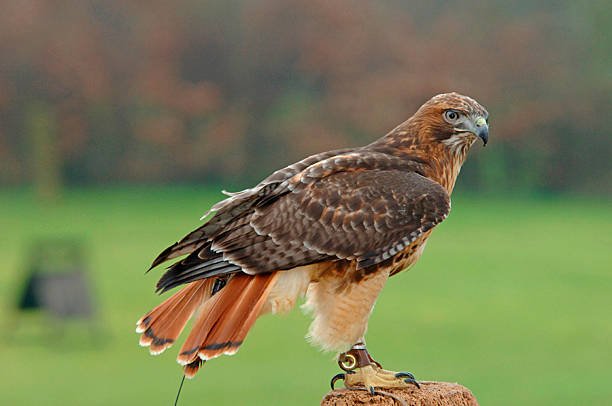 How Much Weight Can a Hawk Carry? Strength of a Hawk Exposed! | Pestclue