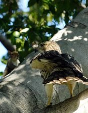 How Much Weight Can a Hawk Carry? Strength of a Hawk Exposed! | Pestclue
