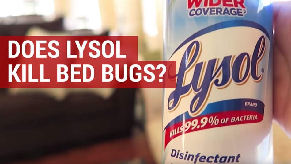 Does Lysol Kill Bed Bugs Pestclue