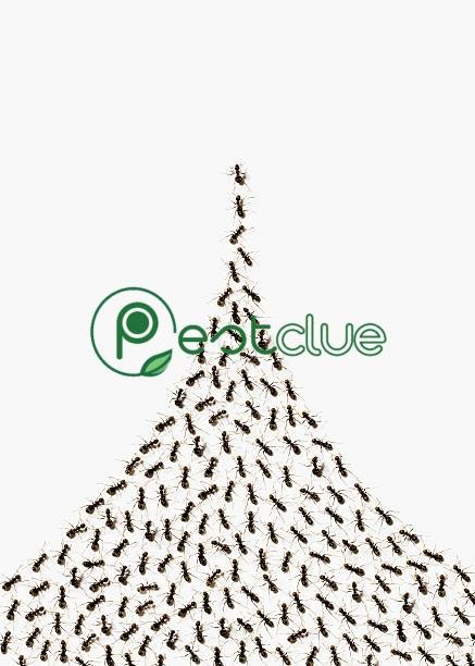 Taurus Ant Killer | Pestclue