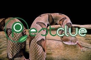 How to Get Rid of Copperhead Snakes | Pestclue
