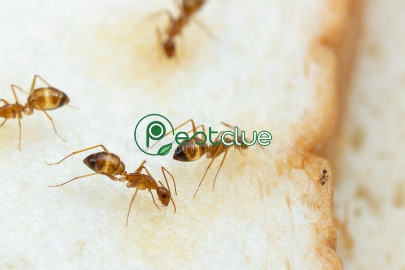 Longhorn Crazy Ants: How to Identify and Get Rid | Pestclue