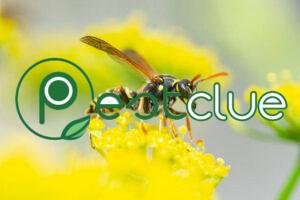 What Colors Attract Wasps? | Pestclue