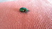 Plaster Beetles: How to Identify and Get Rid | Pestclue