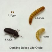 Plaster Beetles: How to Identify and Get Rid | Pestclue