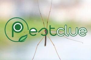 What is a Tipple Mosquito? Fact, Identification & Behavior | Pestclue