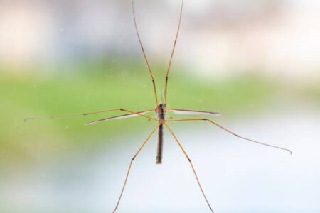 What is a Tipple Mosquito? Fact, Identification & Behavior | Pestclue