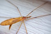 What is a Tipple Mosquito? Fact, Identification & Behavior | Pestclue