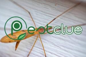 What is a Tipple Mosquito? Fact, Identification & Behavior | Pestclue