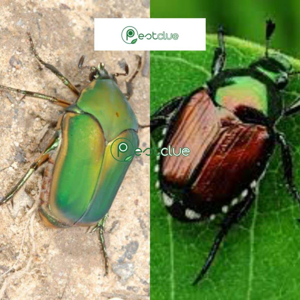 June Bug vs Japanese Beetle; Similarities and Differences | Pestclue