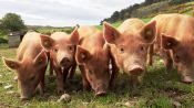 What is a Group of Hogs Called? Fascinating Facts About Hogs | Pestclue