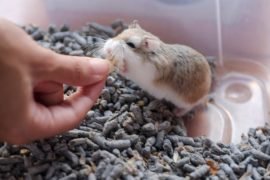 What Happens If A Mouse Bites You? Remedies | Pestclue