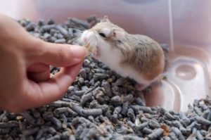 What Happens If A Mouse Bites You? Remedies | Pestclue