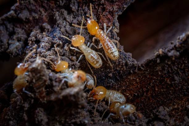 Tips to Get Rid of Termites While Protecting Kids and Pets at Home ...