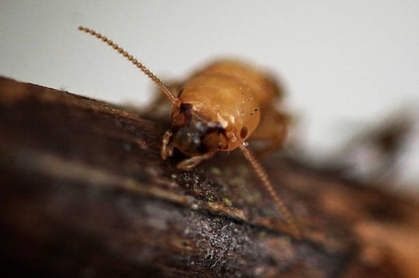 Tips to Get Rid of Termites While Protecting Kids and Pets at Home ...