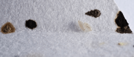 How To Find Bed Bugs During the Day | Pestclue