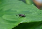 How to Identify and Control Rice Weevil Infestations | Pestclue