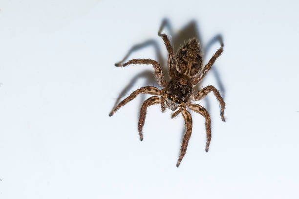Tips On How To Identify and Control Wolf Spiders In Arizona | Pestclue
