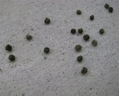 How To Get Rid of Chipmunk Poop | Pestclue