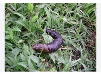 Thrilling Facts About the Groundhog Poop | Pestclue