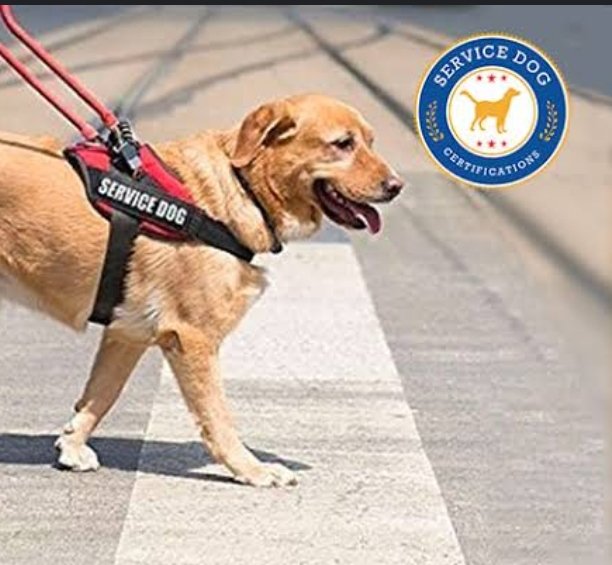 Frequently Asked Questions about Service Animals and the ADA | Pestclue