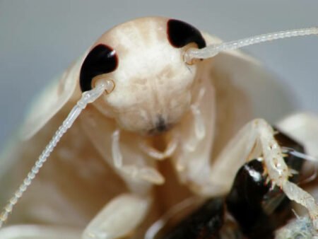What Does It Mean When You Spot An Albino Cockroach? | Pestclue