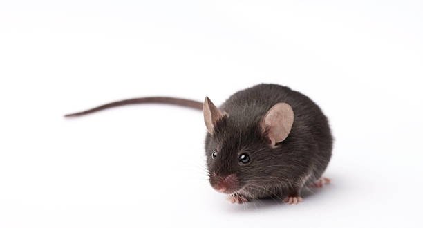 Thrilling Facts About Black Mice: Facts & Control | Pestclue