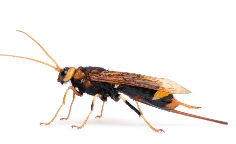 Wood Wasp Sting: Identification and How to Get Rid | Pestclue