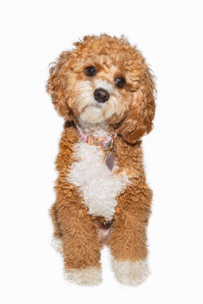 What Does a Cavapoo Adult Require as a Pet? | Pestclue