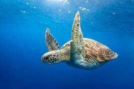 Sea Turtle Adaptations: Facts You Never Knew | Pestclue