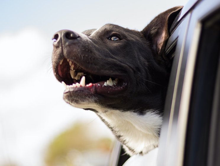 How to Understand and Address Aggressive Behavior in Dogs | Pestclue