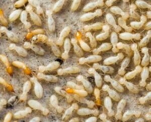 Termite Larvae: Identification, Behaviour & Control | Pestclue