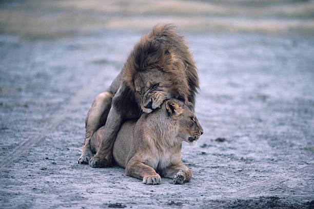 What Does the Lion Bite Force Measure? | Pestclue