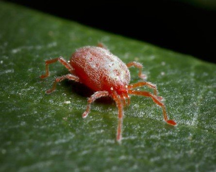 How To Get Rid of Wood Mites | Pestclue