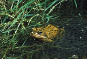 Do Frogs Have Backbone? Answer Will Surprise You | Pestclue