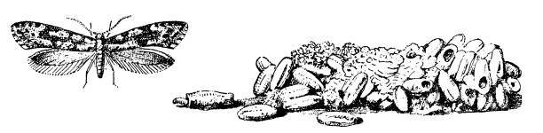 4 Effective Angoumois Grain Moth Control Methods | Pestclue