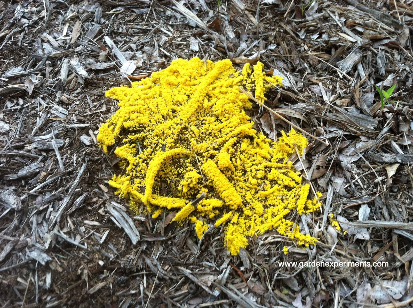 How To Get Rid Of Yellow Fungus In Mulch | Pestclue