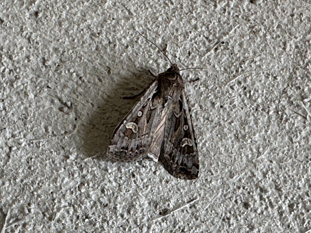 How to Get Rid of Miller Moths Inside the House | Pestclue