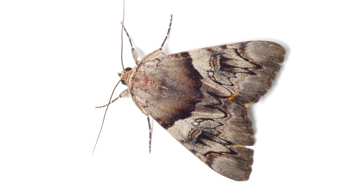 How to Get Rid of Miller Moths Inside the House | Pestclue
