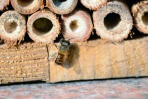 How To Get Rid Of Masonry Bees | Pestclue