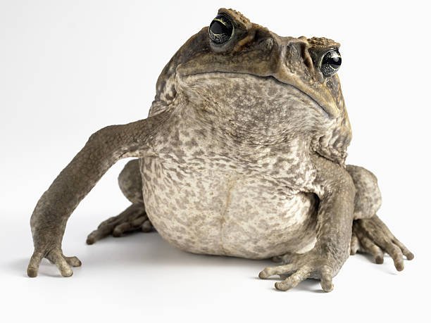 Cane Toad Control: 4 Steps To Follow | Pestclue
